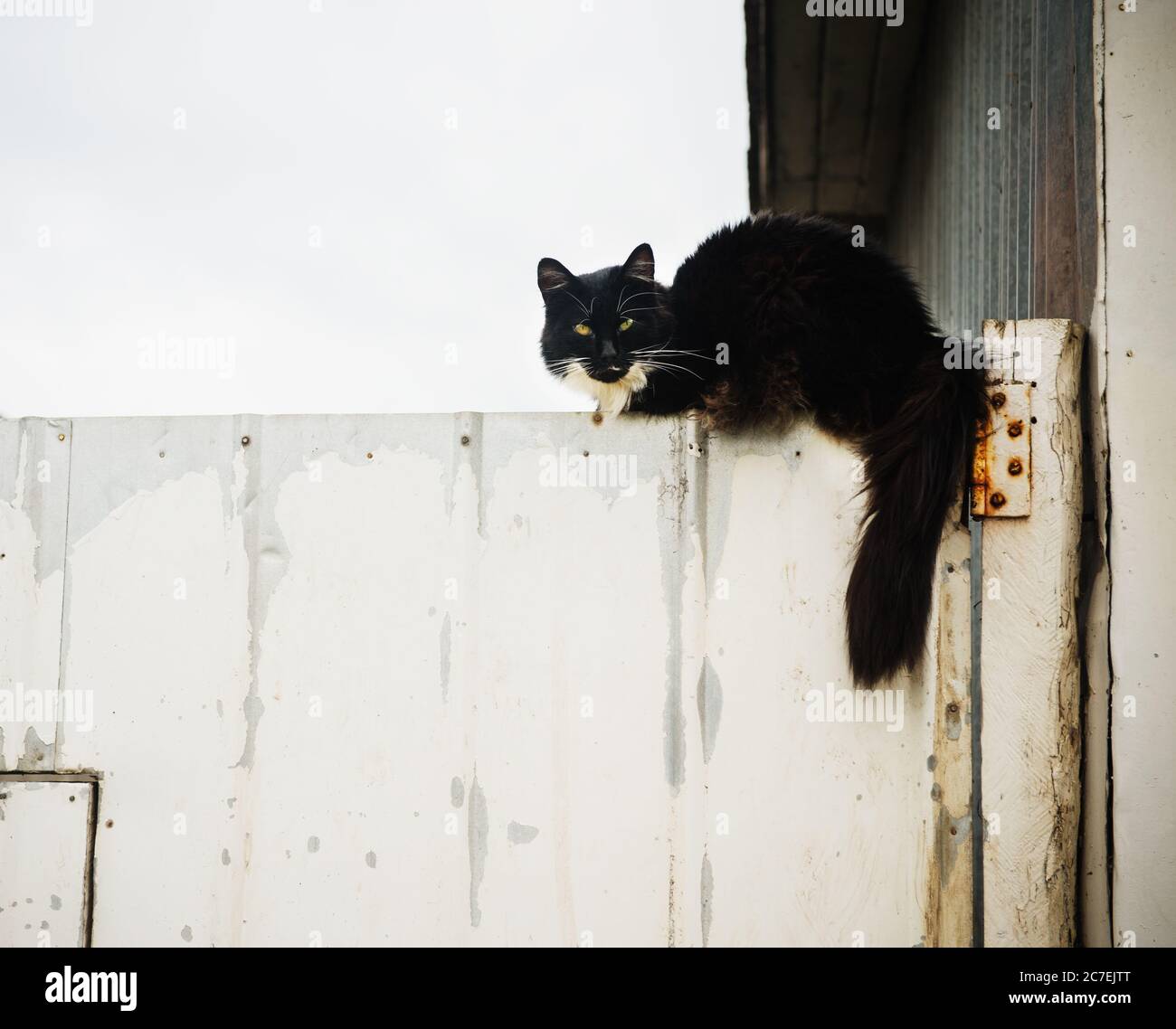 Stray black cat on a fence, Puerto Natales, Chile, South America Stock ...