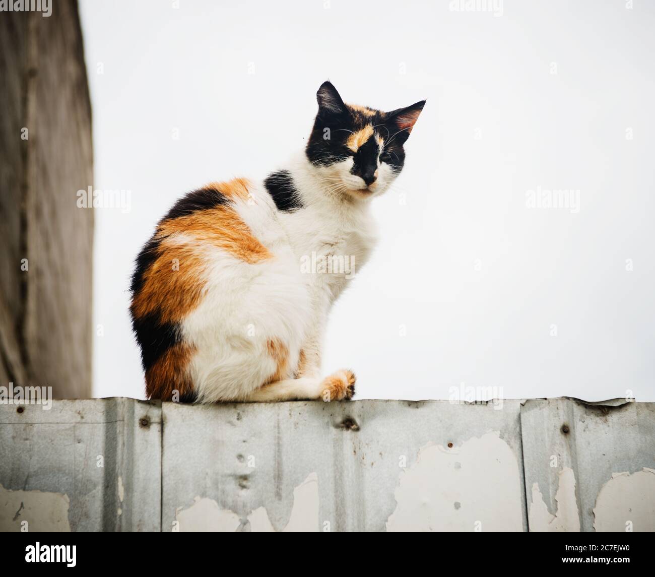 Calico cats hi-res stock photography and images - Alamy