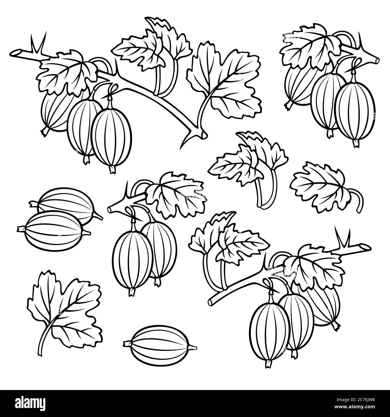 Hand drawn gooseberry. Set of objects Stock Vector Image & Art - Alamy