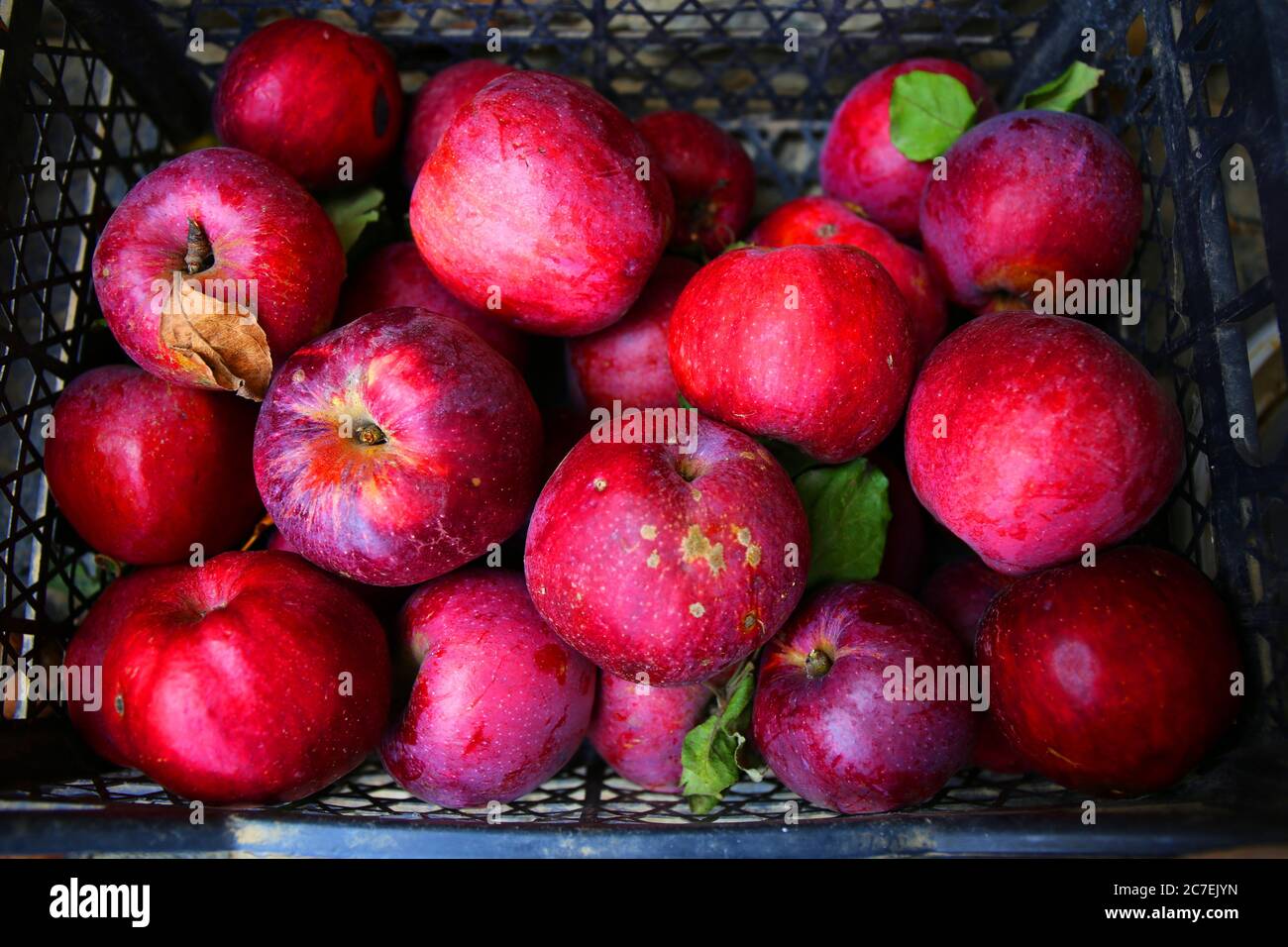 Red apples fruits hi-res stock photography and images - Alamy