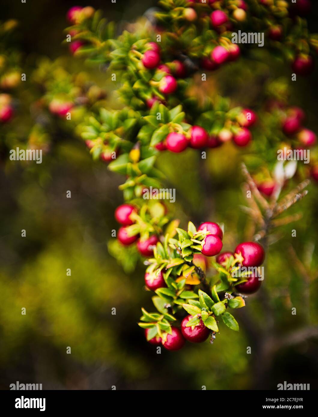Ugni molinae berries, Torres Del Paine National Park, Chile, Patagonia ...