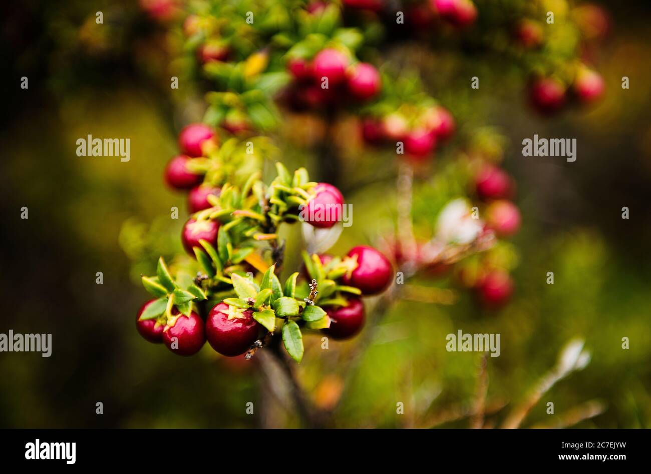 Ugni molinae berries, Torres Del Paine National Park, Chile, Patagonia ...