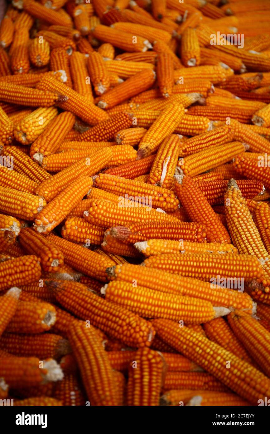 Yellow corn hi-res stock photography and images - Alamy