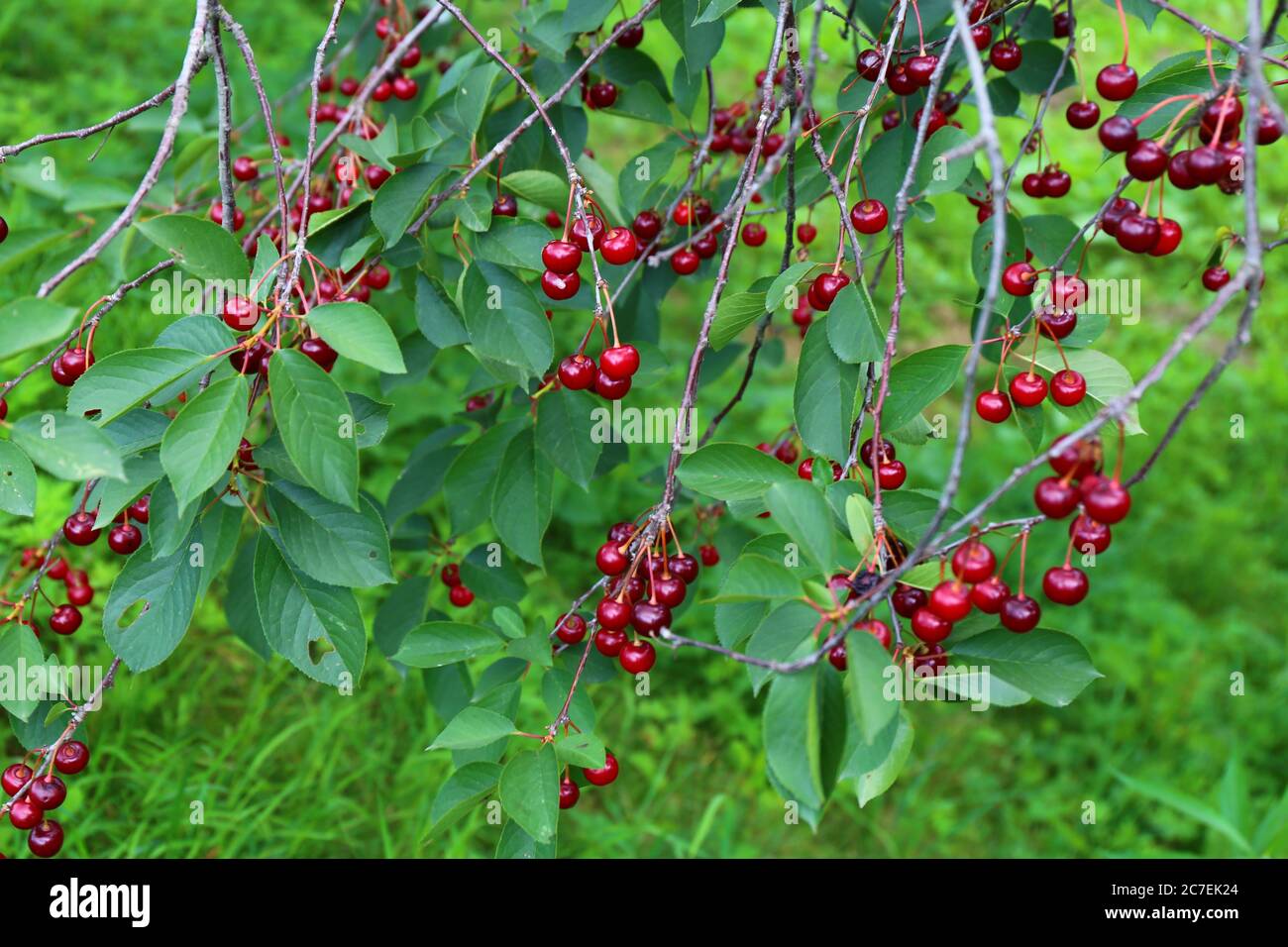 Yummy cherries hi-res stock photography and images - Alamy