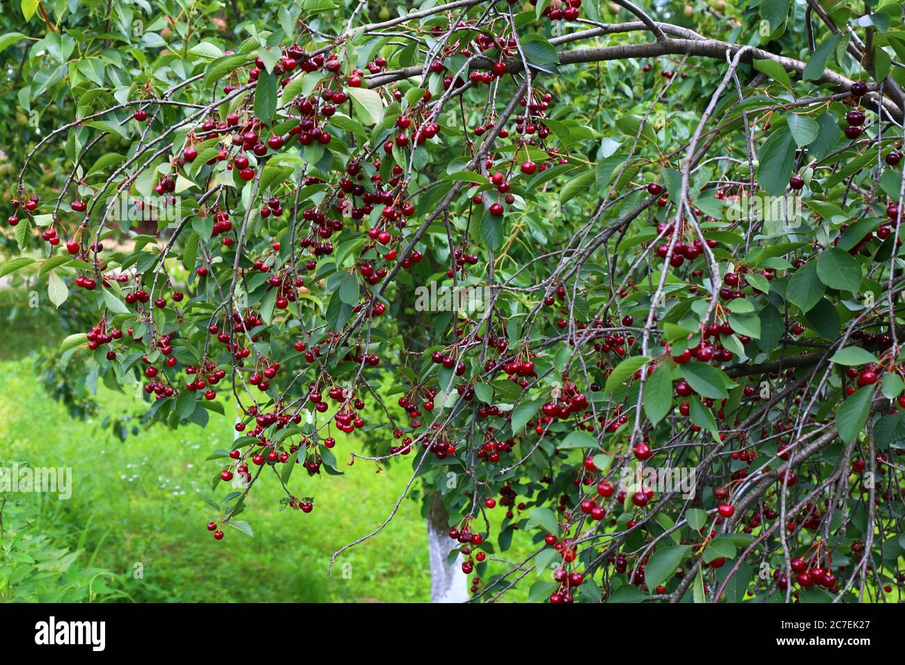 Tree with sour cherries Stock Photo - Alamy