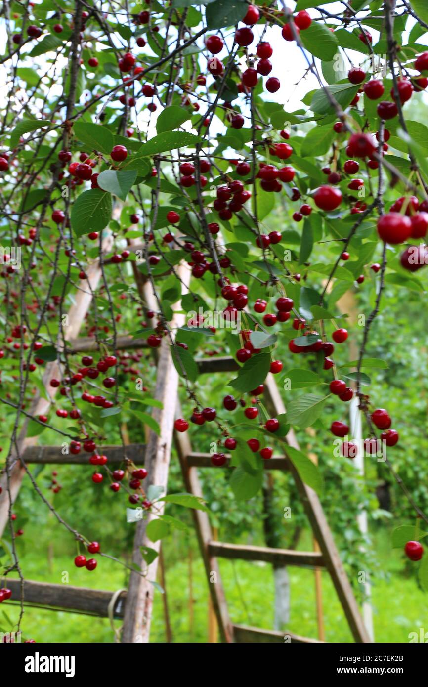 Sour cherries garden hi-res stock photography and images - Alamy