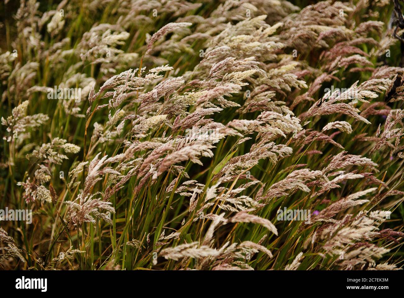 Close up of wild grass growing in Torres Del Paine National Park, Chile ...