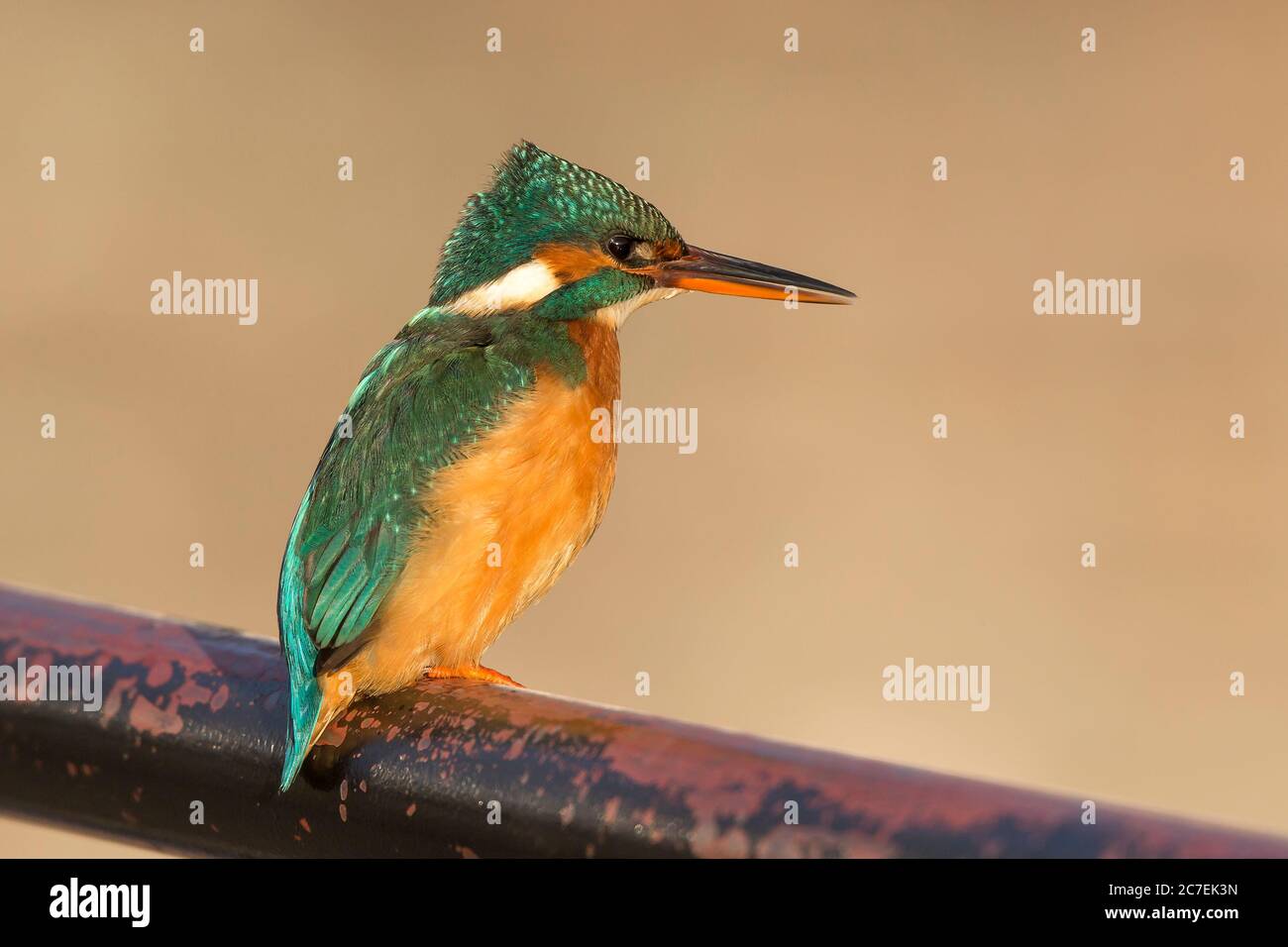 Kingfisher bird uk hi-res stock photography and images - Alamy