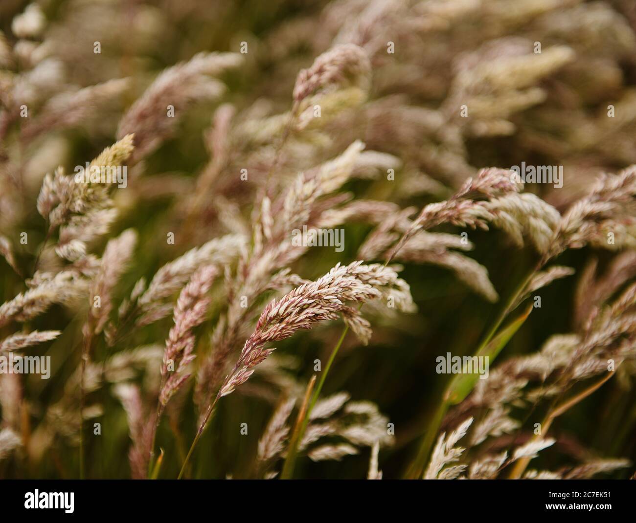 Close up of wild grass growing in Torres Del Paine National Park, Chile ...