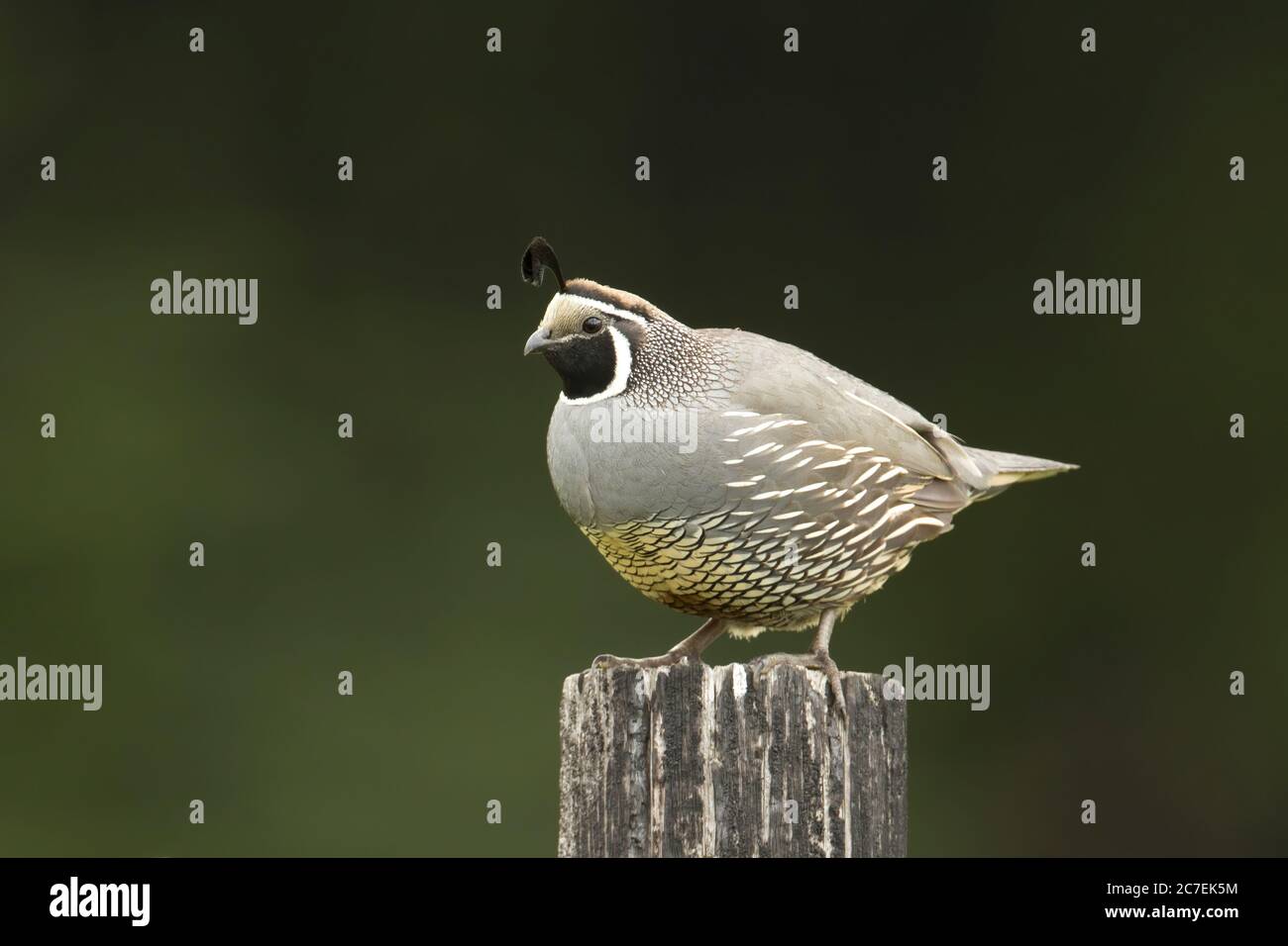 A beautiful California Quail iis perched on a wood post in north Idaho ...