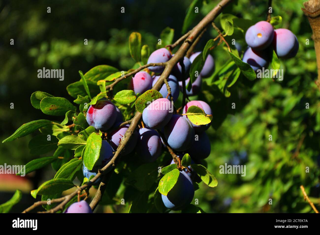 Purple plums on a branch Stock Photo - Alamy