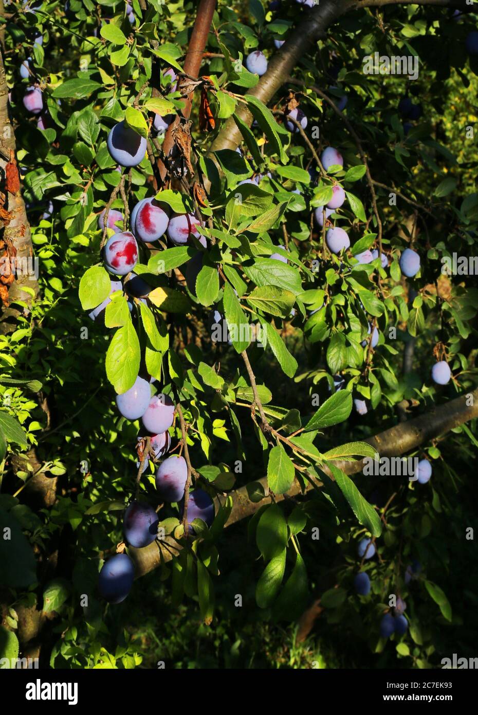 Purple plums on a branch Stock Photo - Alamy