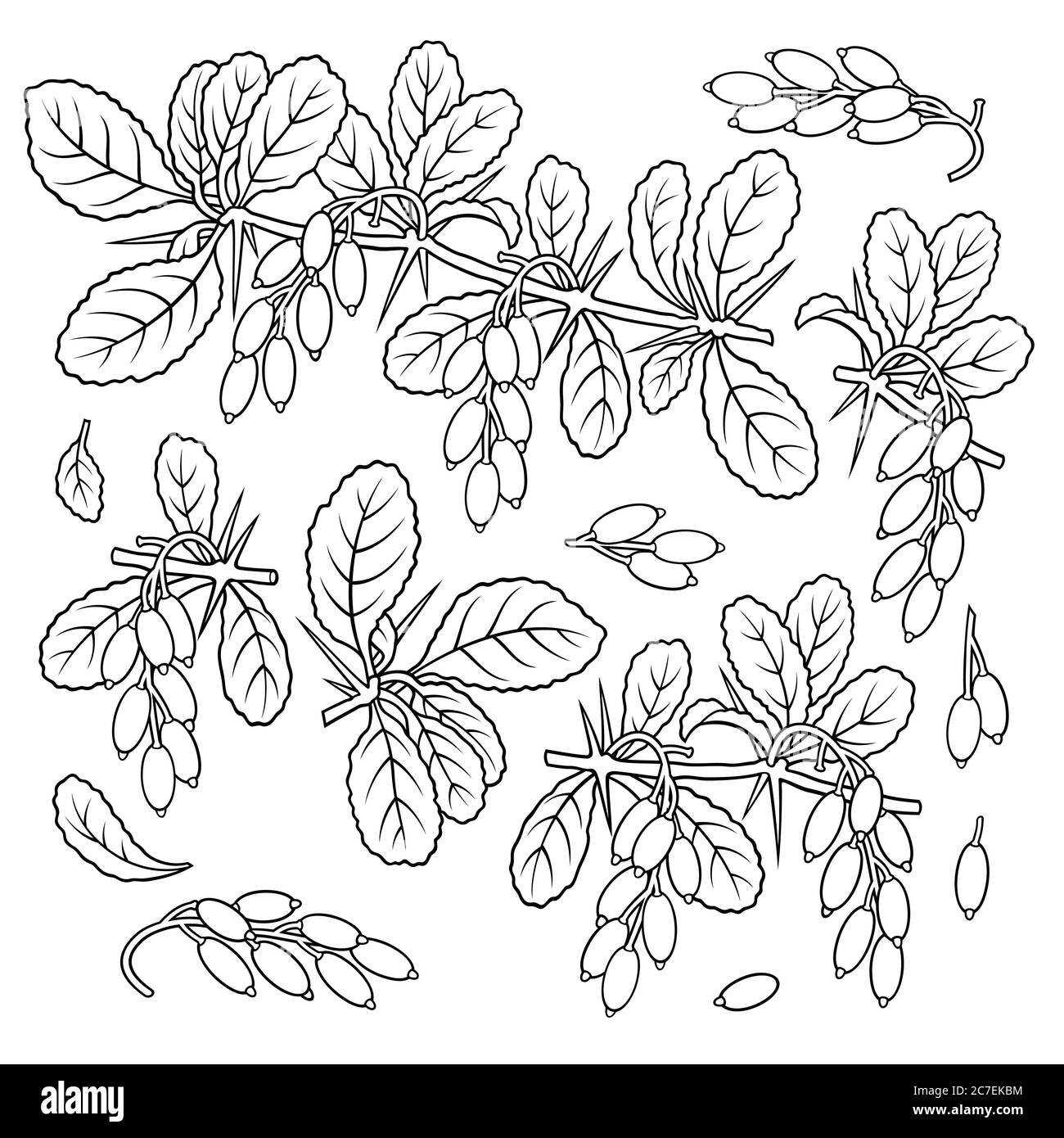 Hand drawn barberry. Set of objects Stock Vector Image & Art - Alamy
