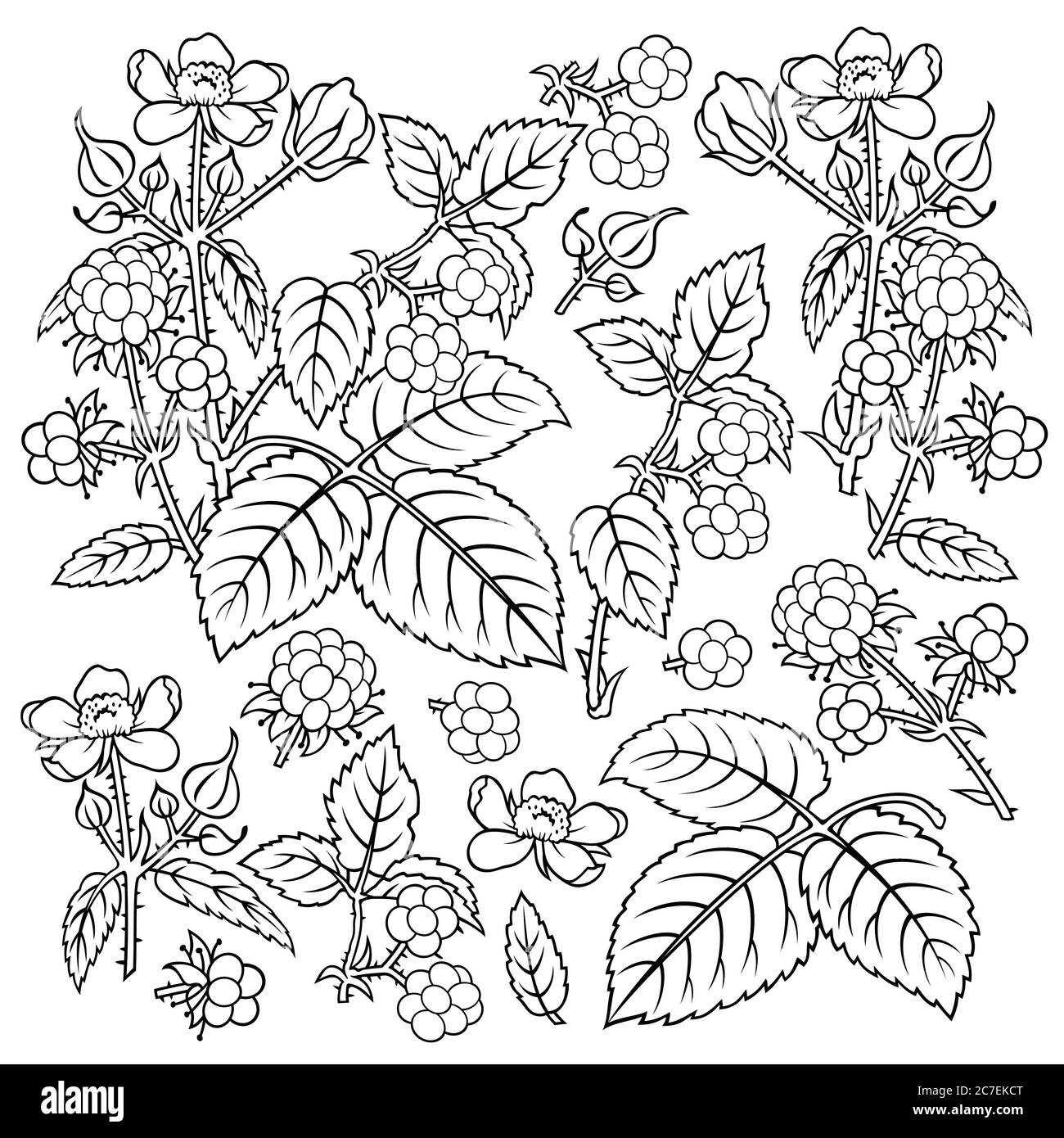 Hand drawn dewberry. Set of objects Stock Vector Image & Art - Alamy