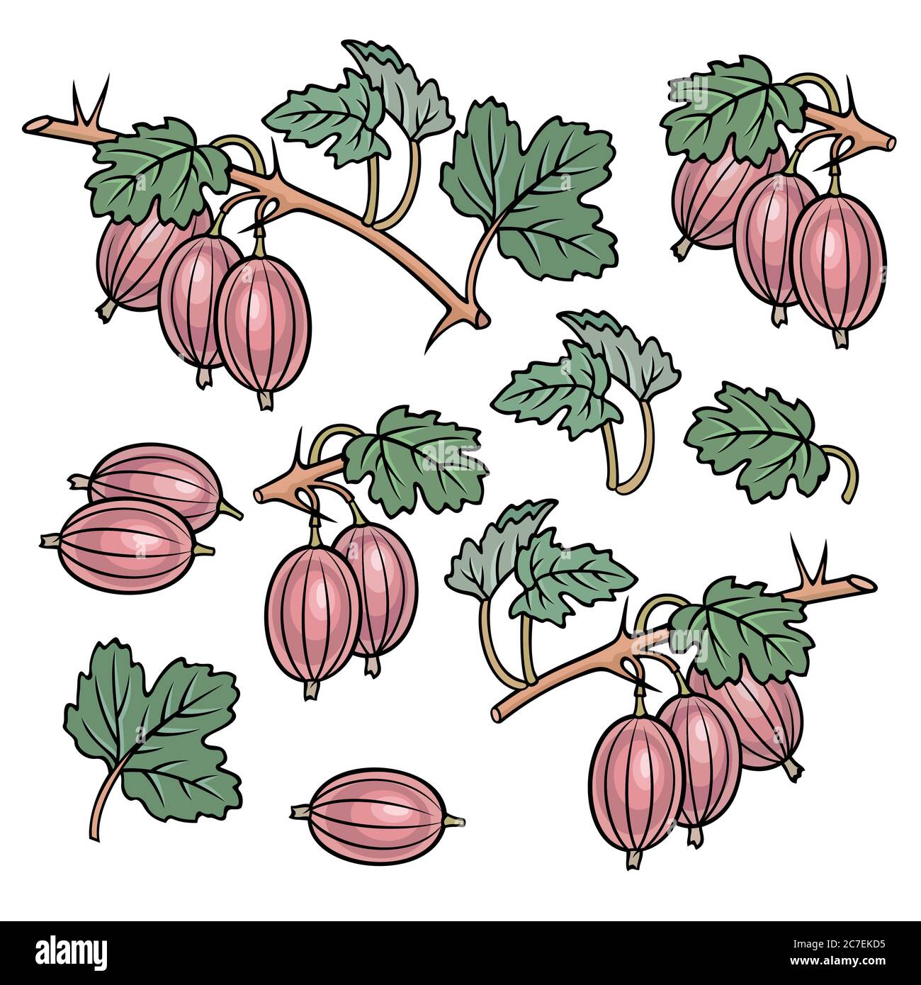 Hand drawn gooseberry. Set of objects Stock Vector Image & Art - Alamy