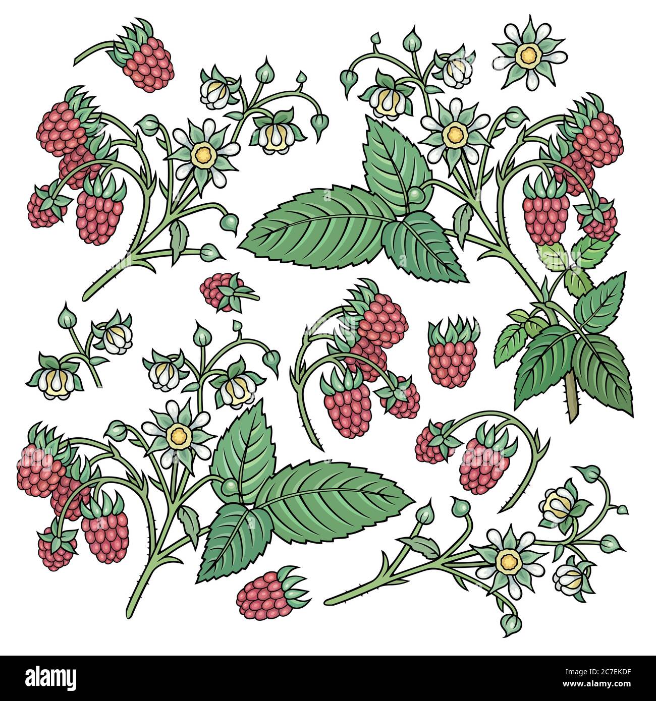 Hand drawn raspberries. Set of objects Stock Vector Image & Art - Alamy