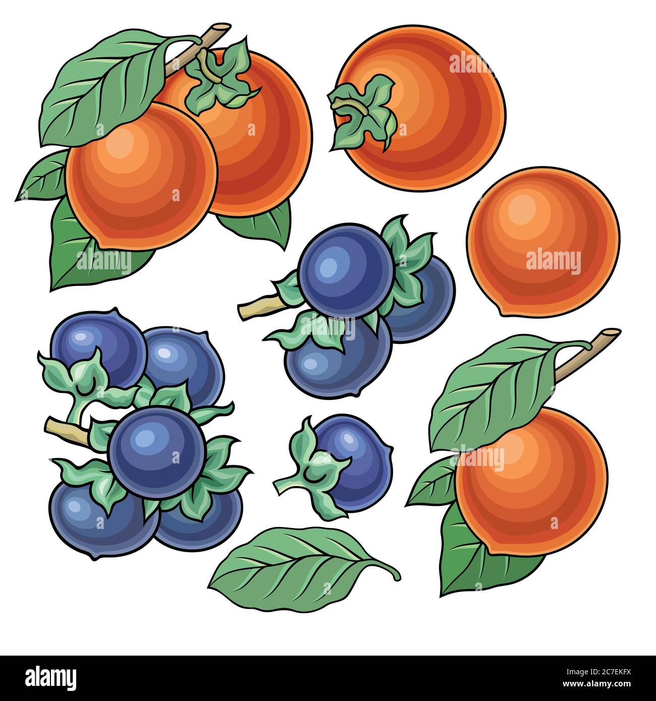 Hand drawn persimmon, blueberry. Set of objects Stock Vector Image ...