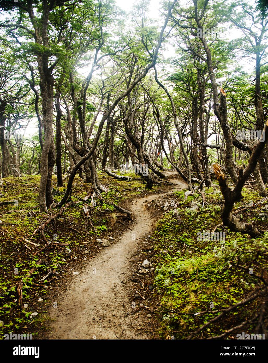 Hiking trail along the W circuit in Torres Del Paine National Park ...