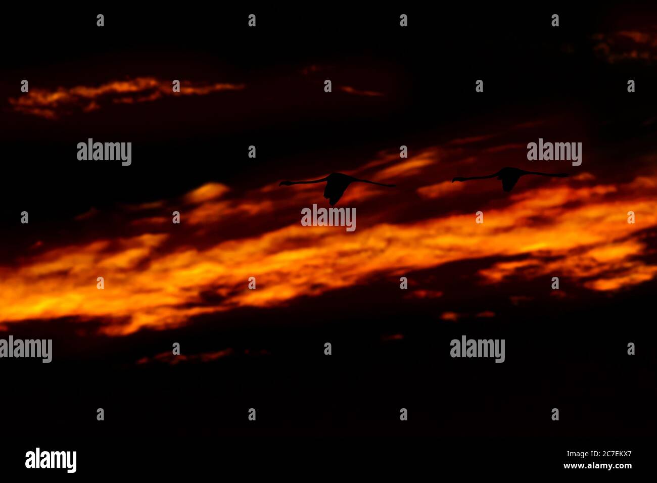 Sunset nature. Flying birds.Colorful sky background Stock Photo - Alamy