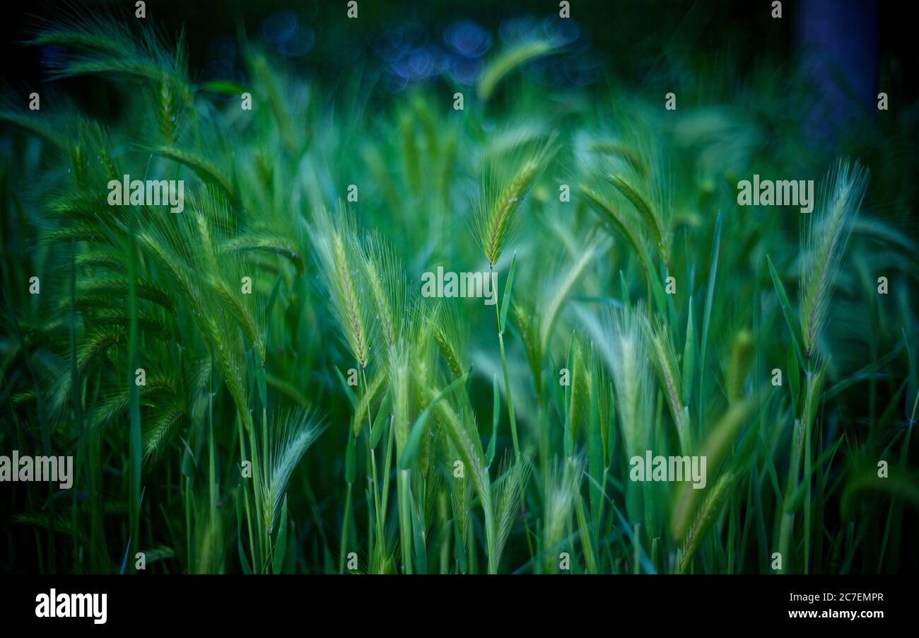 Wheat like flower hi-res stock photography and images - Alamy