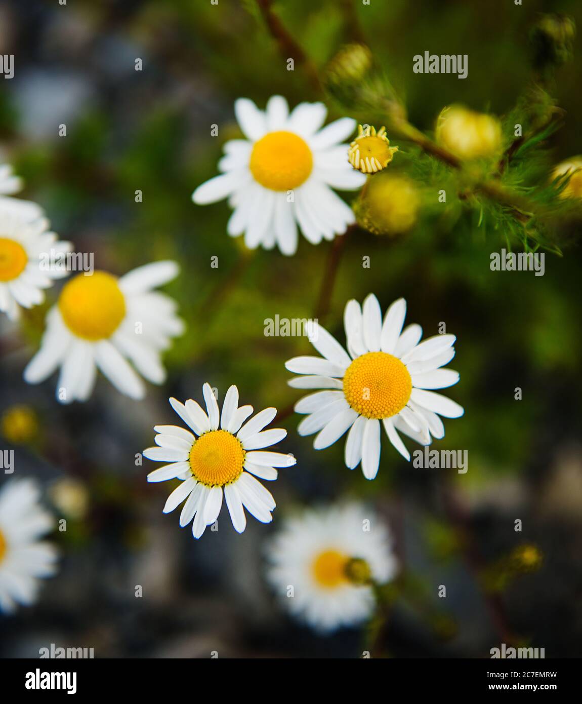 Daisies flora hi-res stock photography and images - Alamy