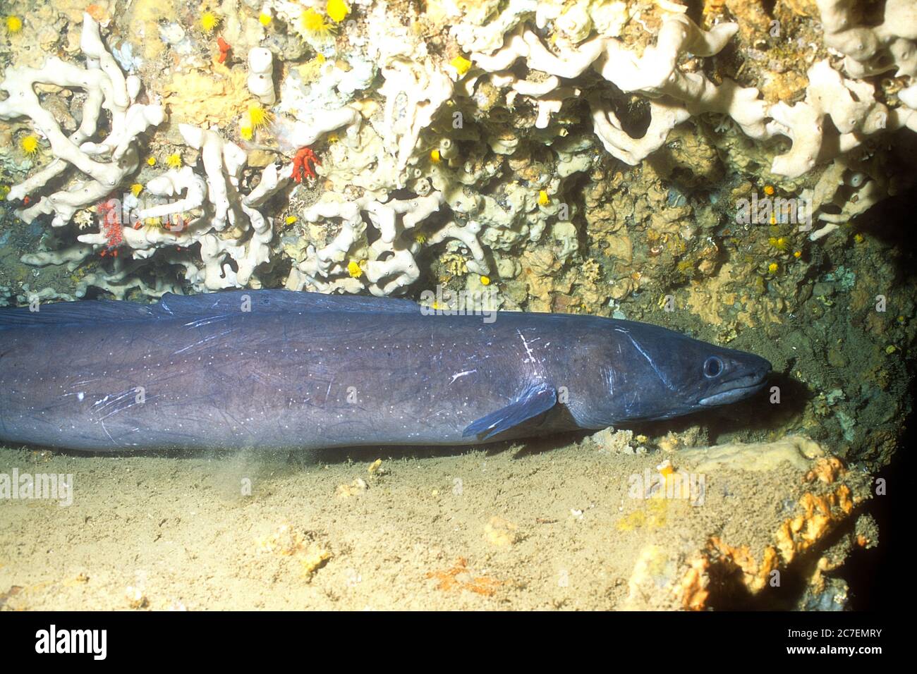 European Conger Eel High Resolution Stock Photography and Images - Alamy