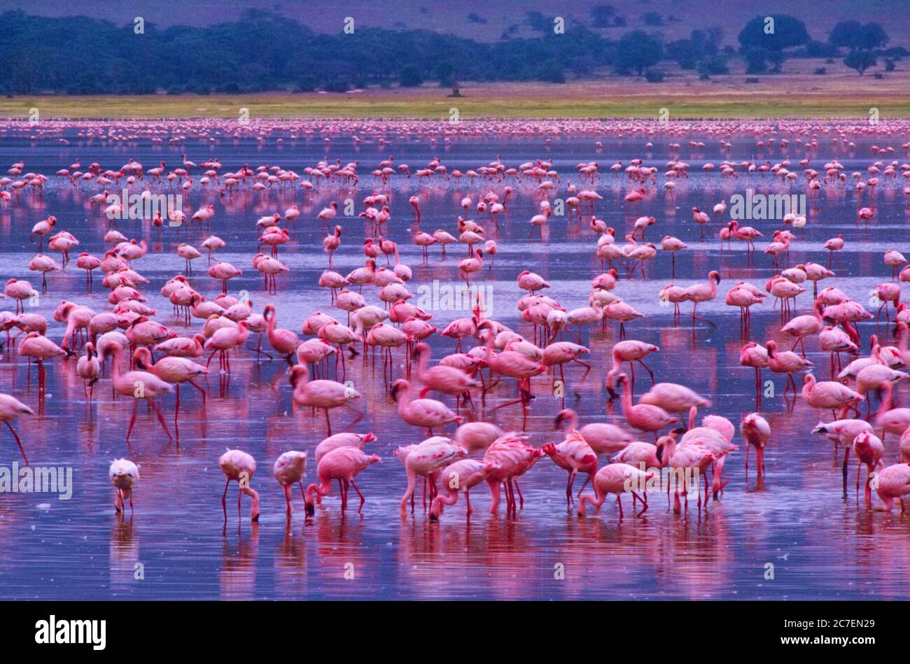 Flamingos in Ngorongoro Conservation Area,Tanzania, Africa Stock Photo ...