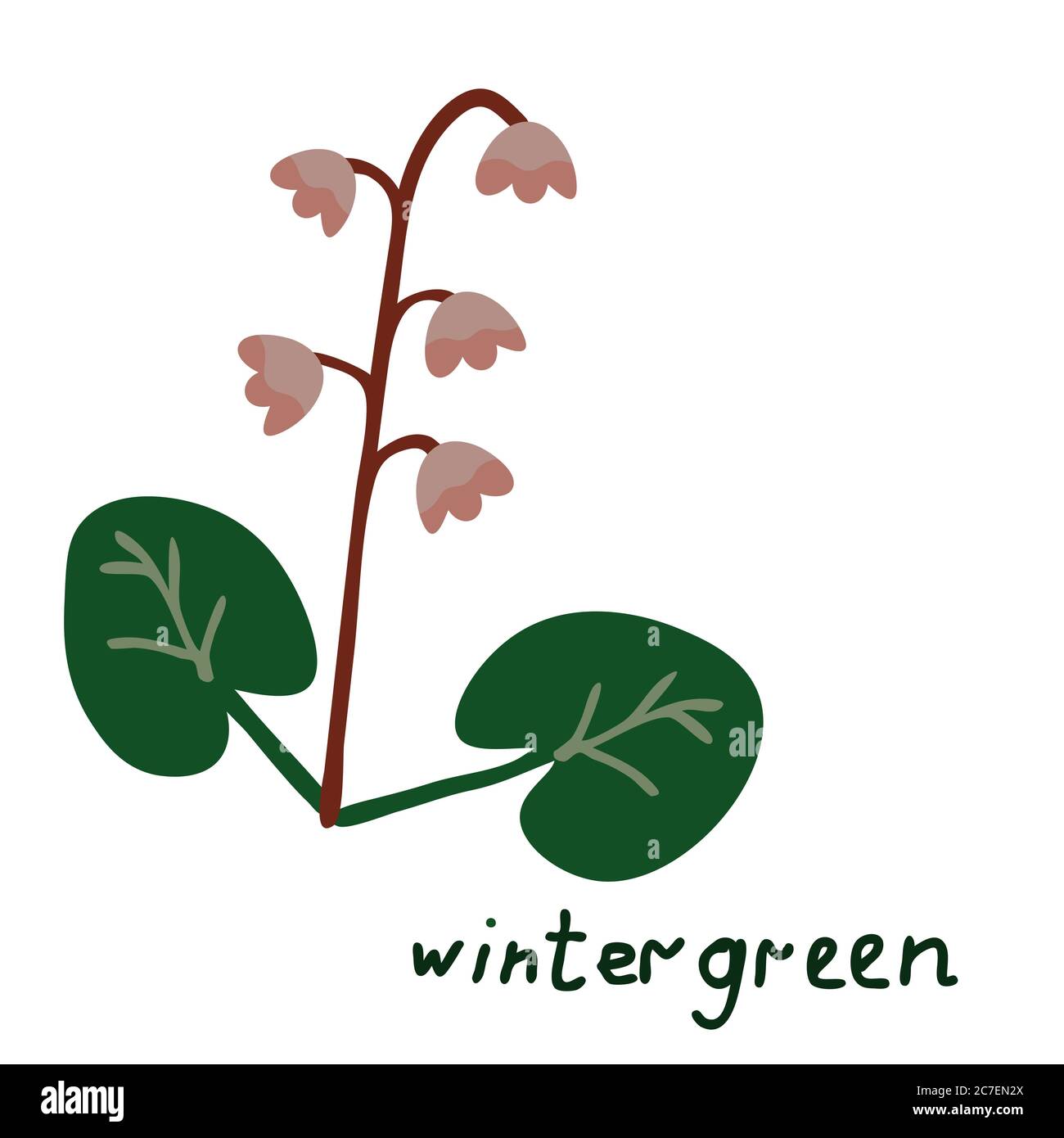 Pyrola simple isolated plant illustration Stock Vector Image & Art - Alamy