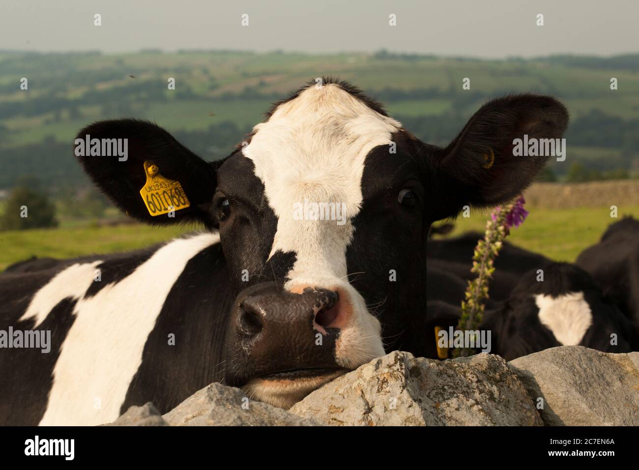 Cow looking over stone wall hi-res stock photography and images - Alamy