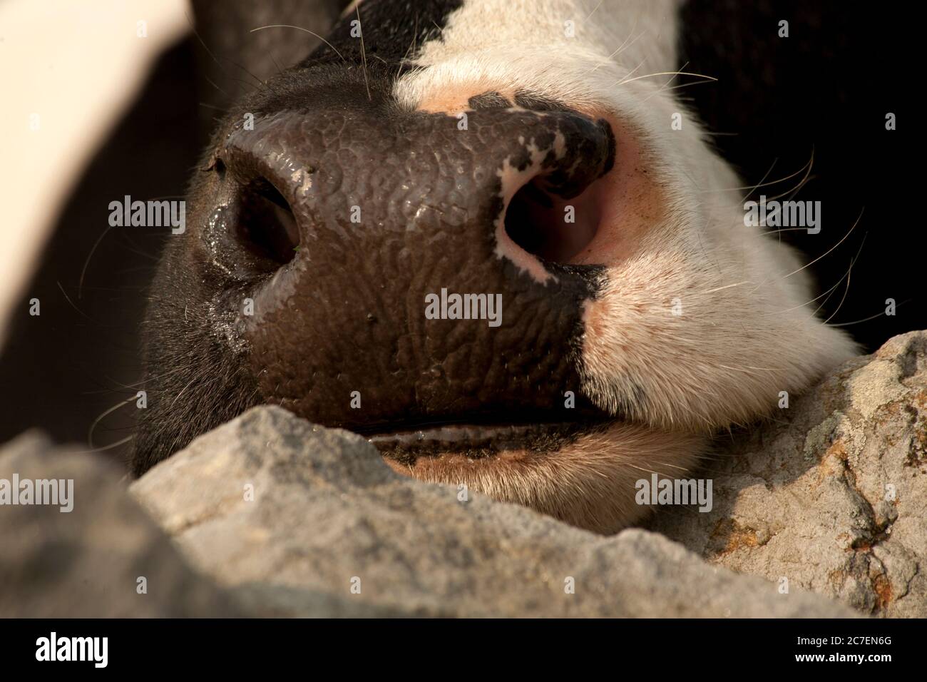 Cow Muzzle High Resolution Stock Photography and Images - Alamy