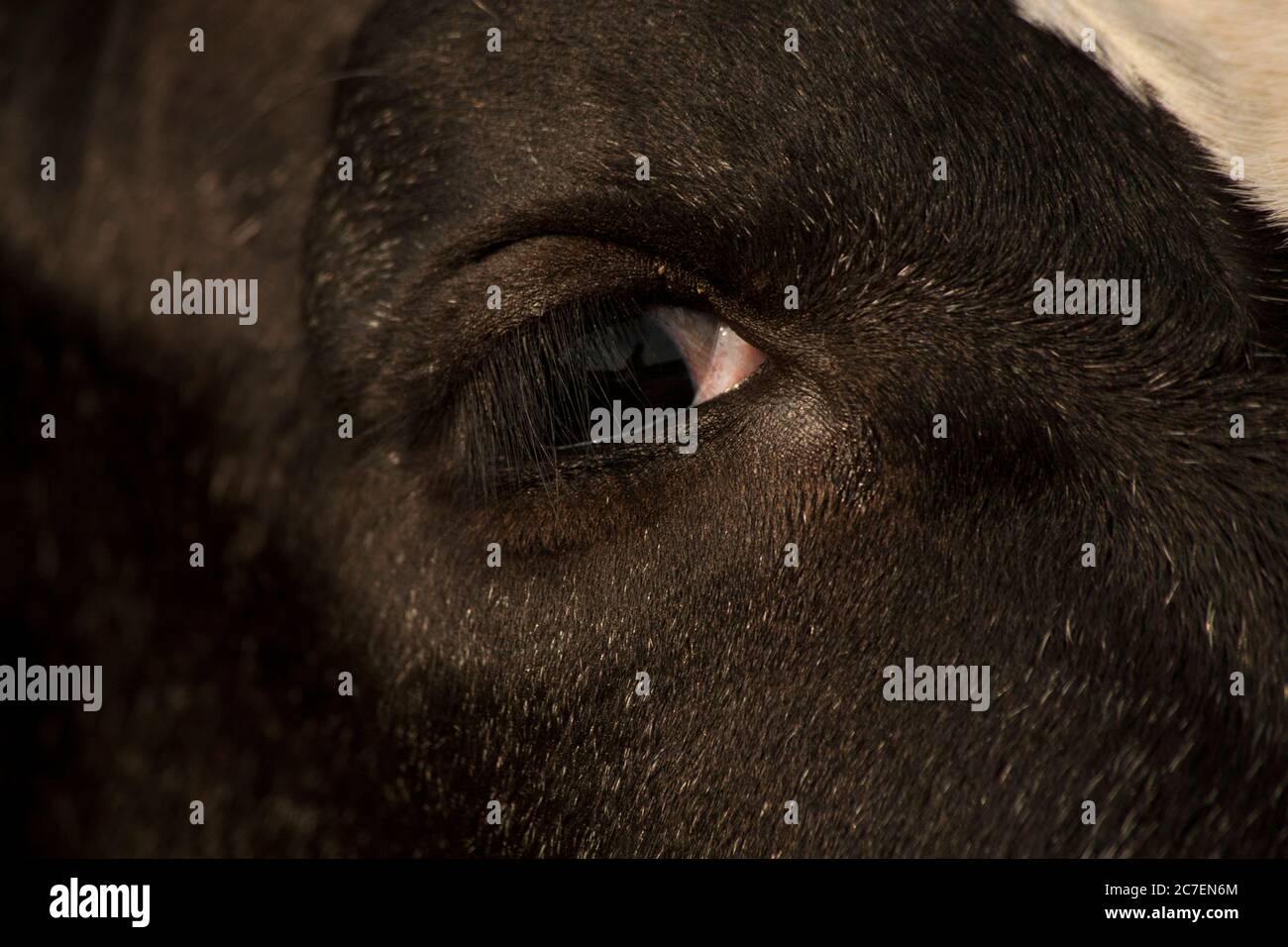 Cows eye hi-res stock photography and images - Alamy