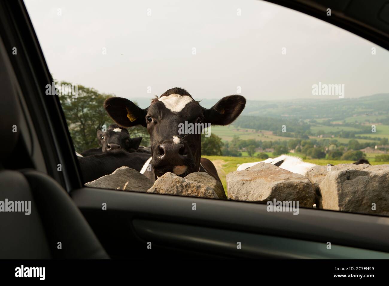 Cows through the window Stock Photo - Alamy
