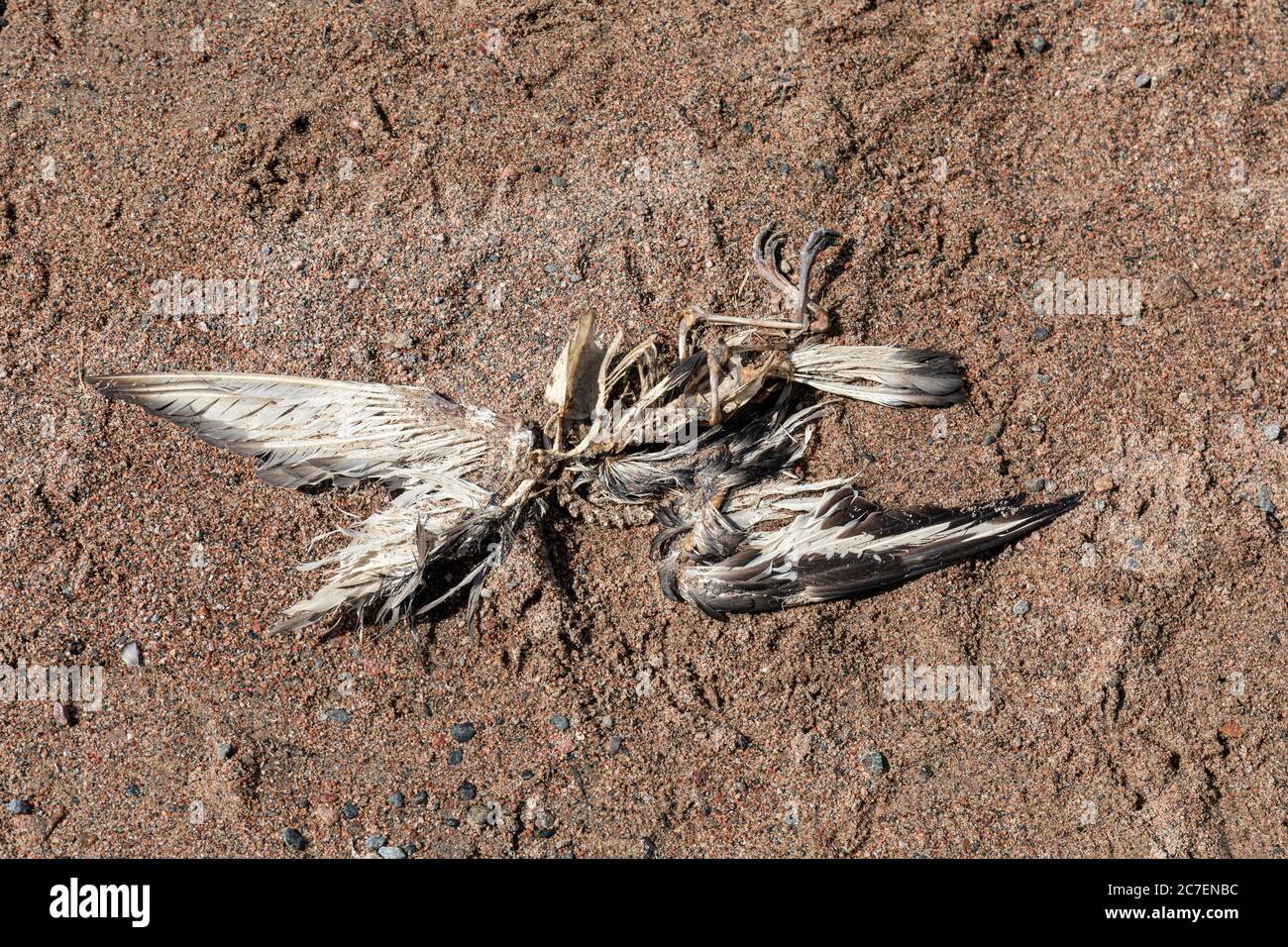 Dead bird remains on a sandy beach Stock Photo - Alamy