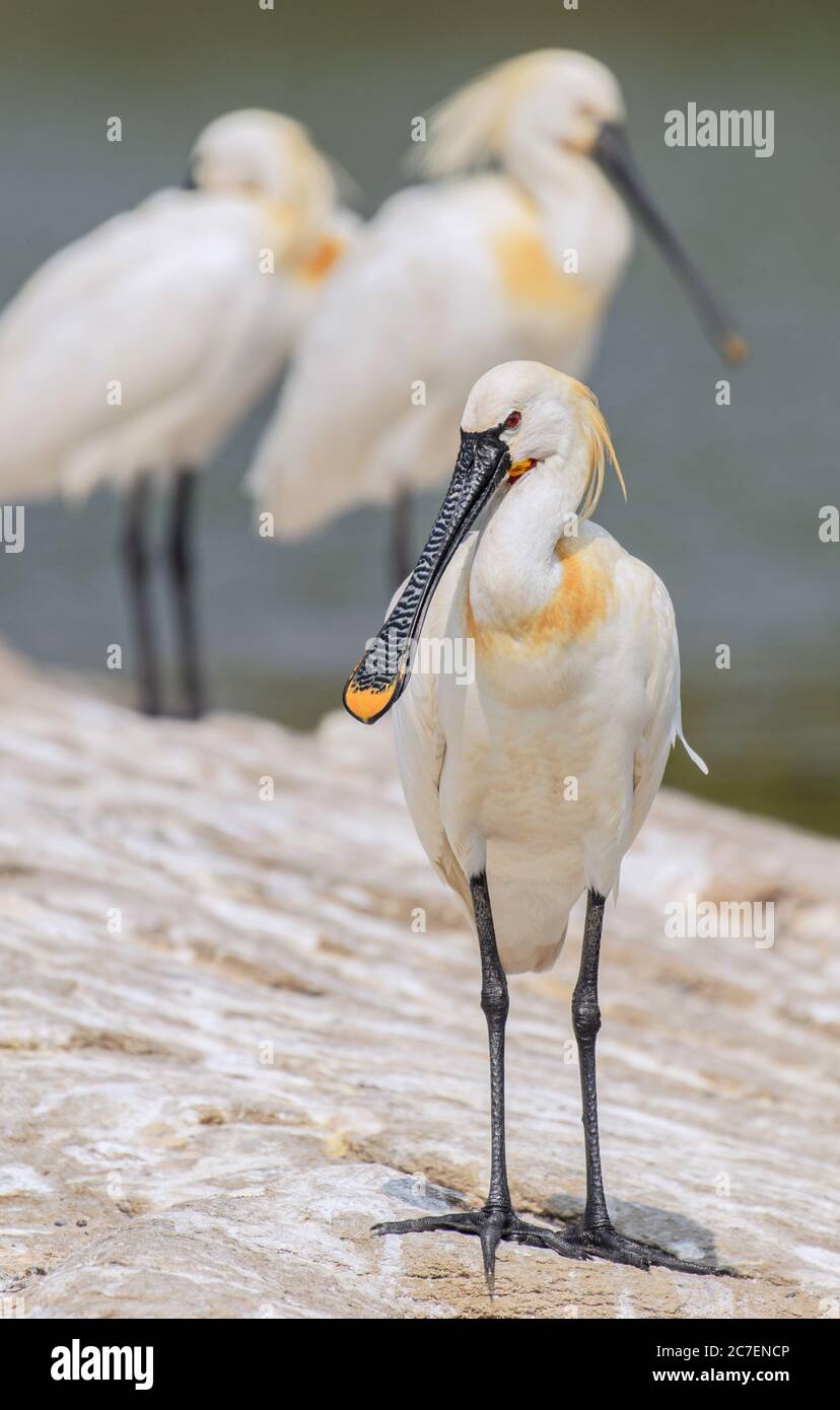 Royal Spoon Bill High Resolution Stock Photography and Images - Alamy
