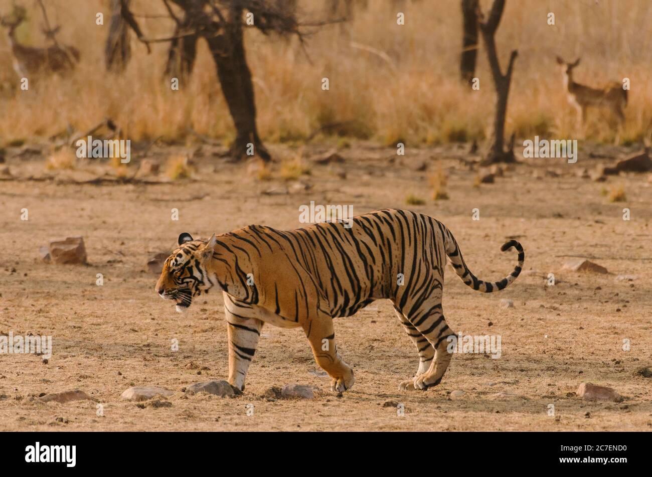 Save earths hi-res stock photography and images - Alamy