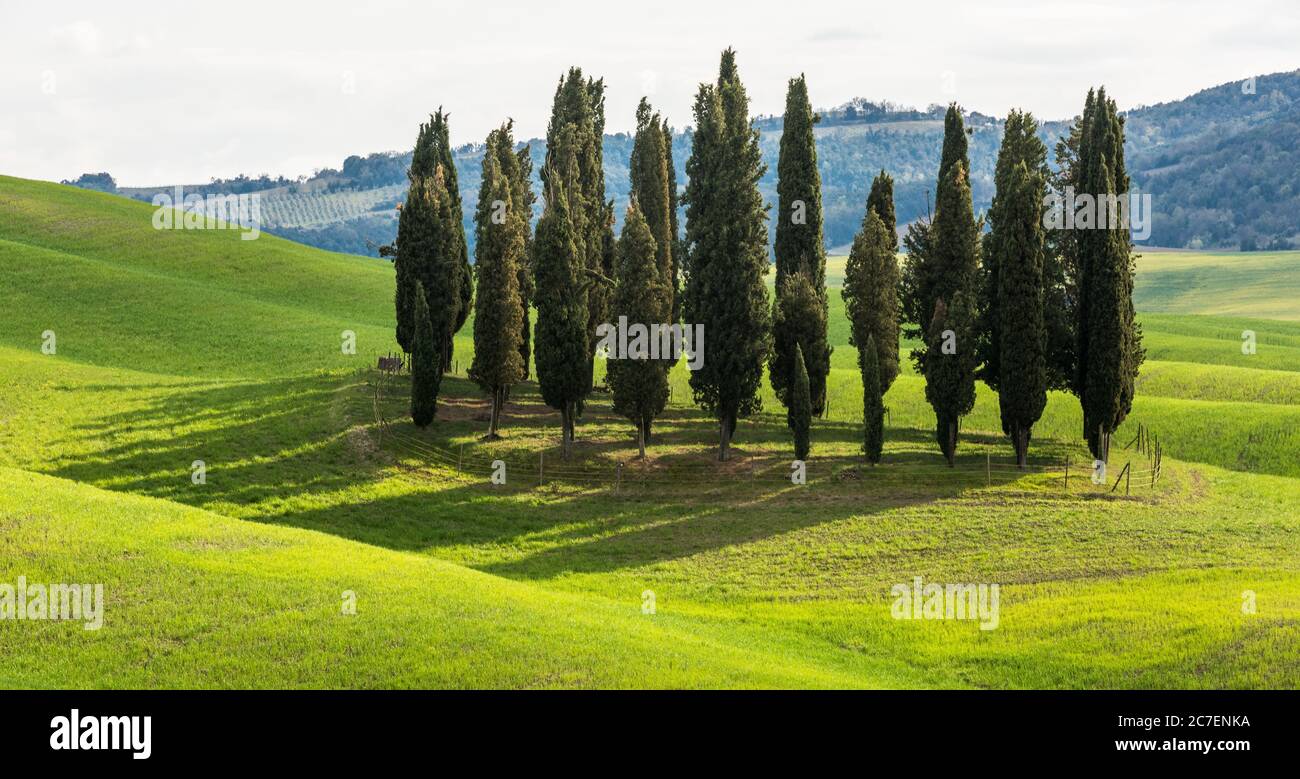 Beautiful range of tall trees in a green field during daytime Stock ...