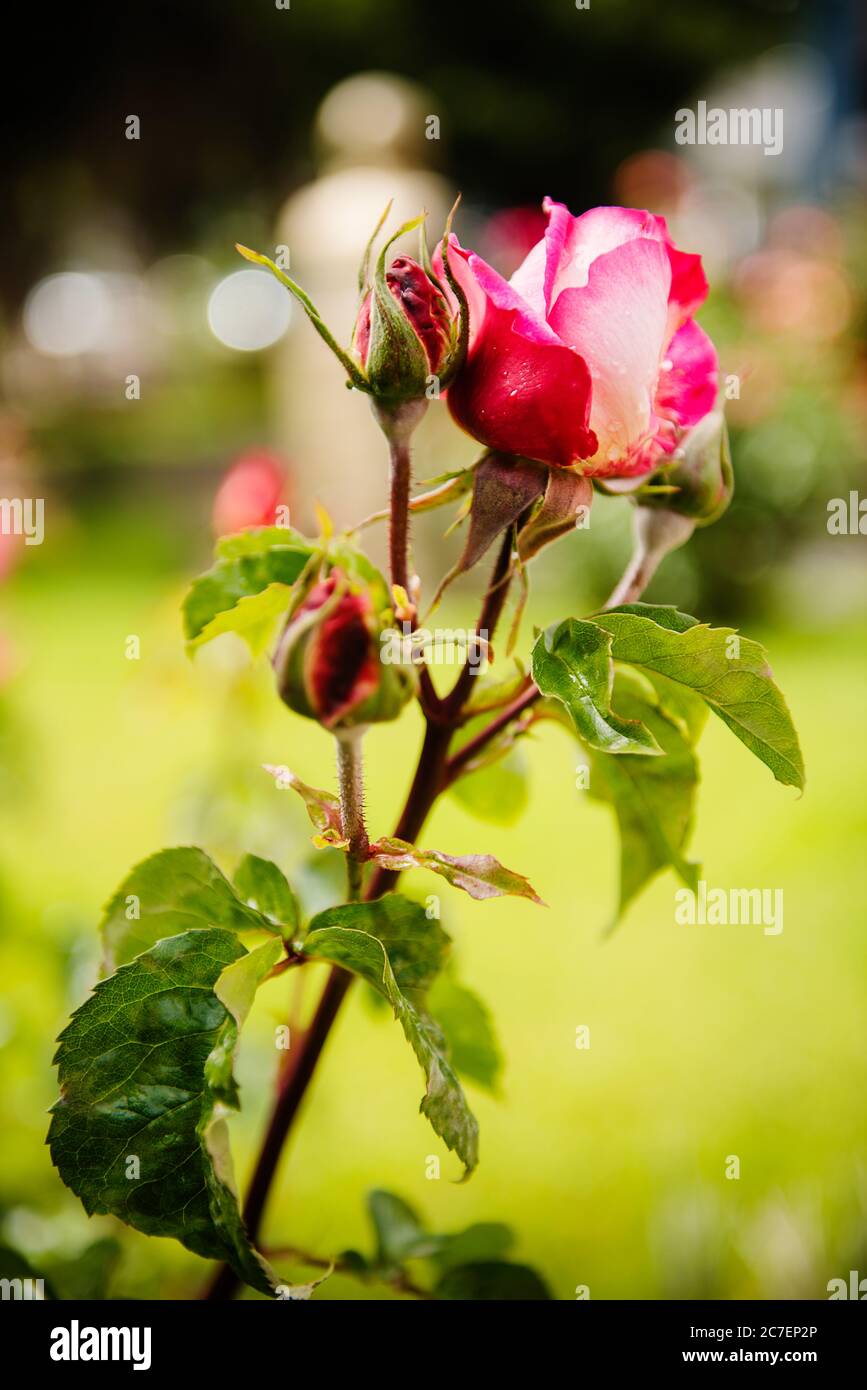 Rose with growing leaves hi-res stock photography and images - Alamy