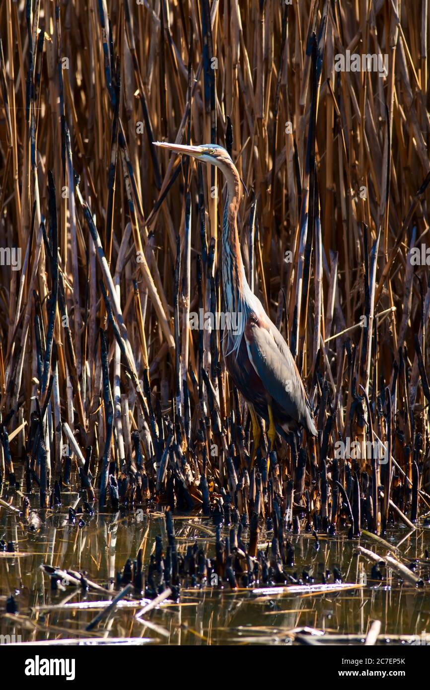 Sad heron hi-res stock photography and images - Alamy