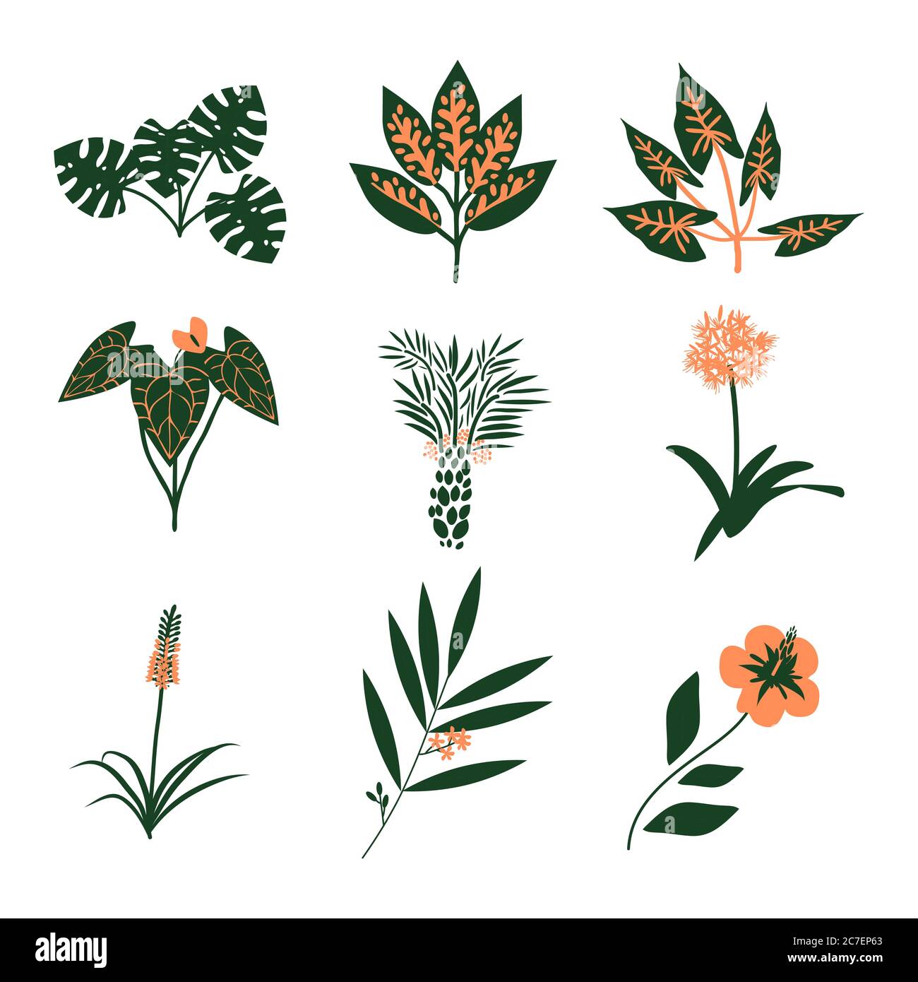 Tropical plants simple vector set Stock Vector Image & Art - Alamy
