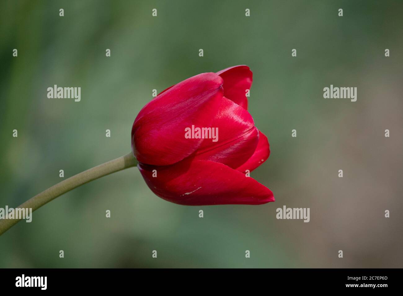 single red tulip Stock Photo - Alamy