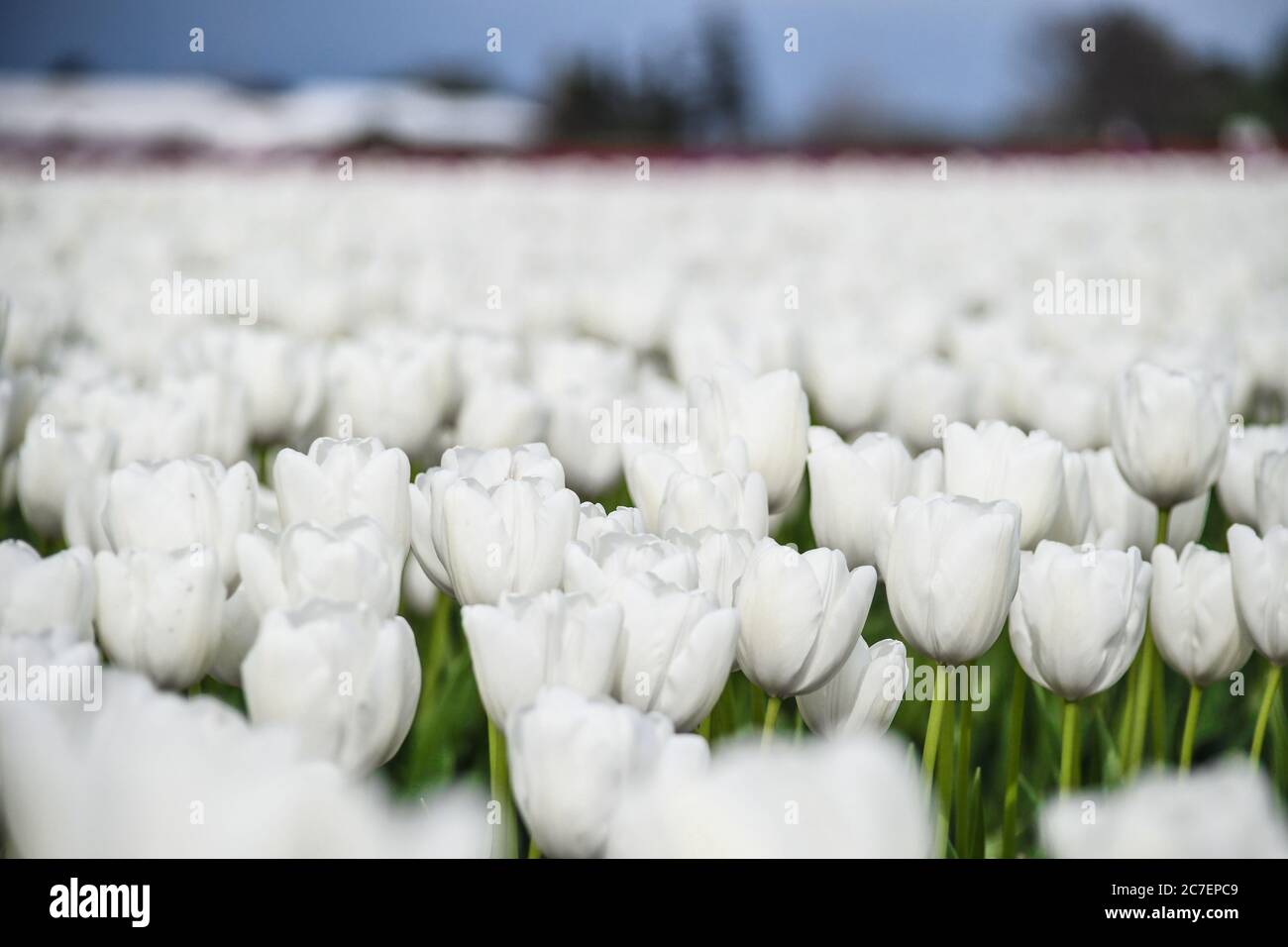 field of white tulips Stock Photo - Alamy