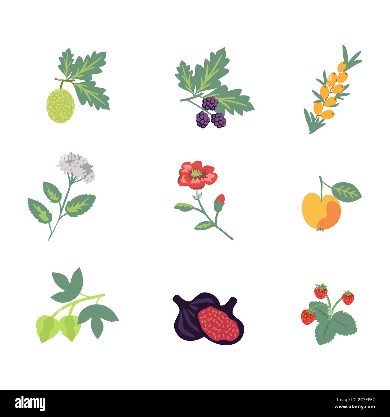 Spirea plants Cut Out Stock Images & Pictures - Alamy