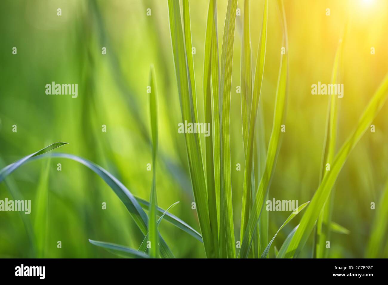 fresh spring grass in sunlight. Close up Stock Photo - Alamy