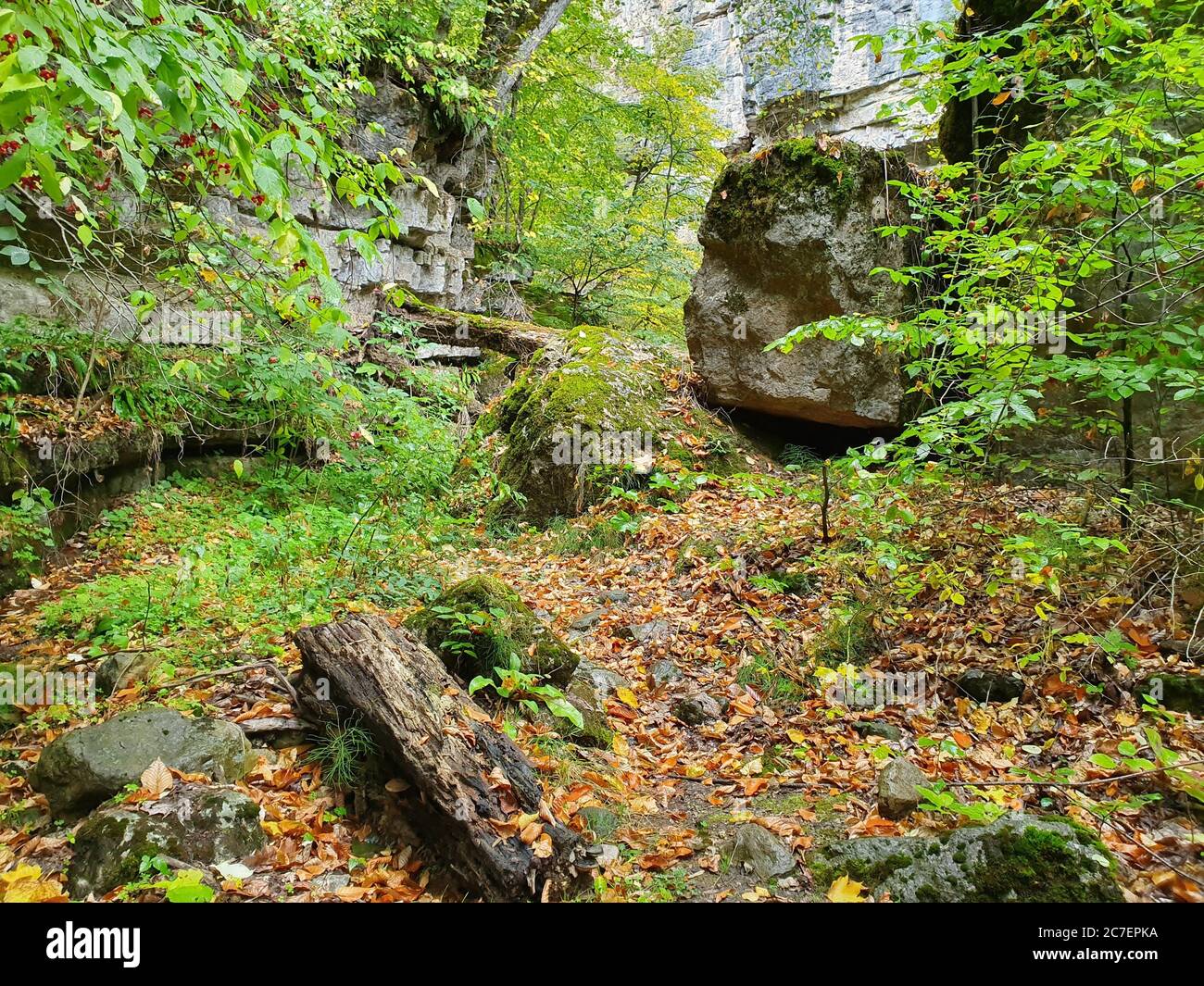 Forest Rock Formations