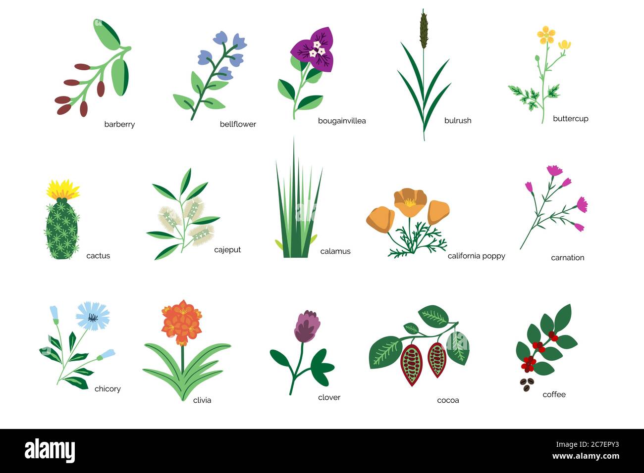 Collection set coffee flower Stock Vector Images - Alamy