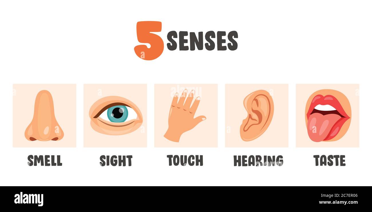 Five Senses Concept With Human Organs Stock Vector Image & Art - Alamy