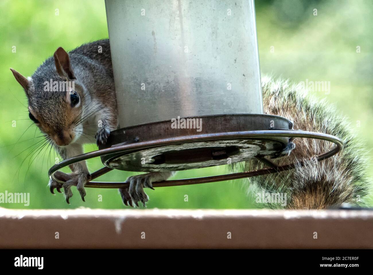 Stealing the seed Stock Photo - Alamy