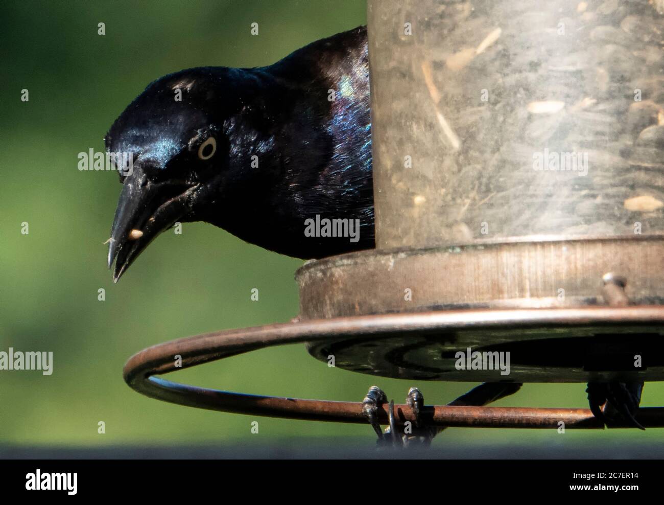 Crow raven feeder hi-res stock photography and images - Alamy