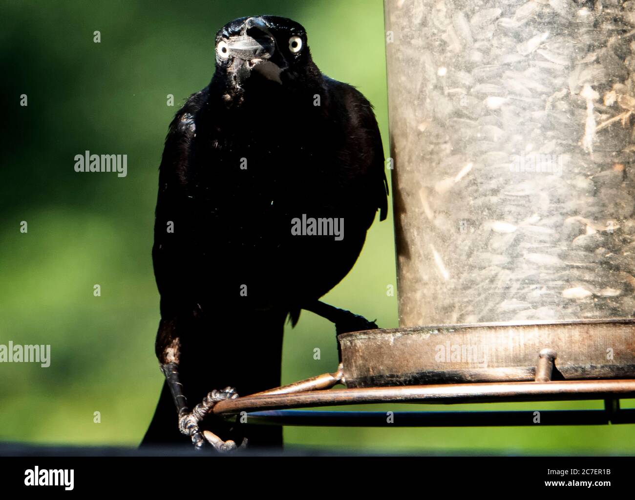 Crow raven feeder hi-res stock photography and images - Alamy