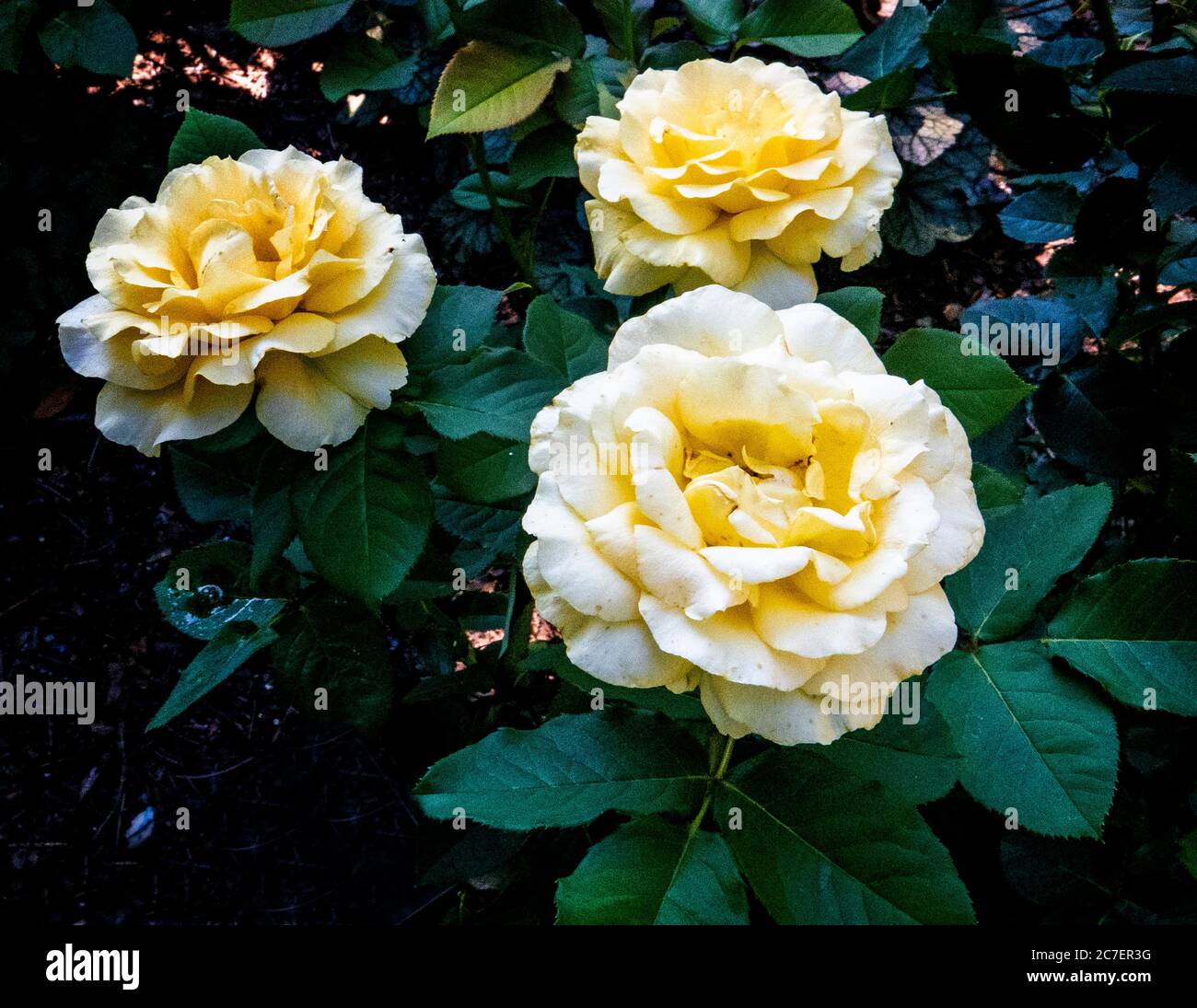 A trio of Yellow Roses thrive in a shady corner of the garden Stock ...